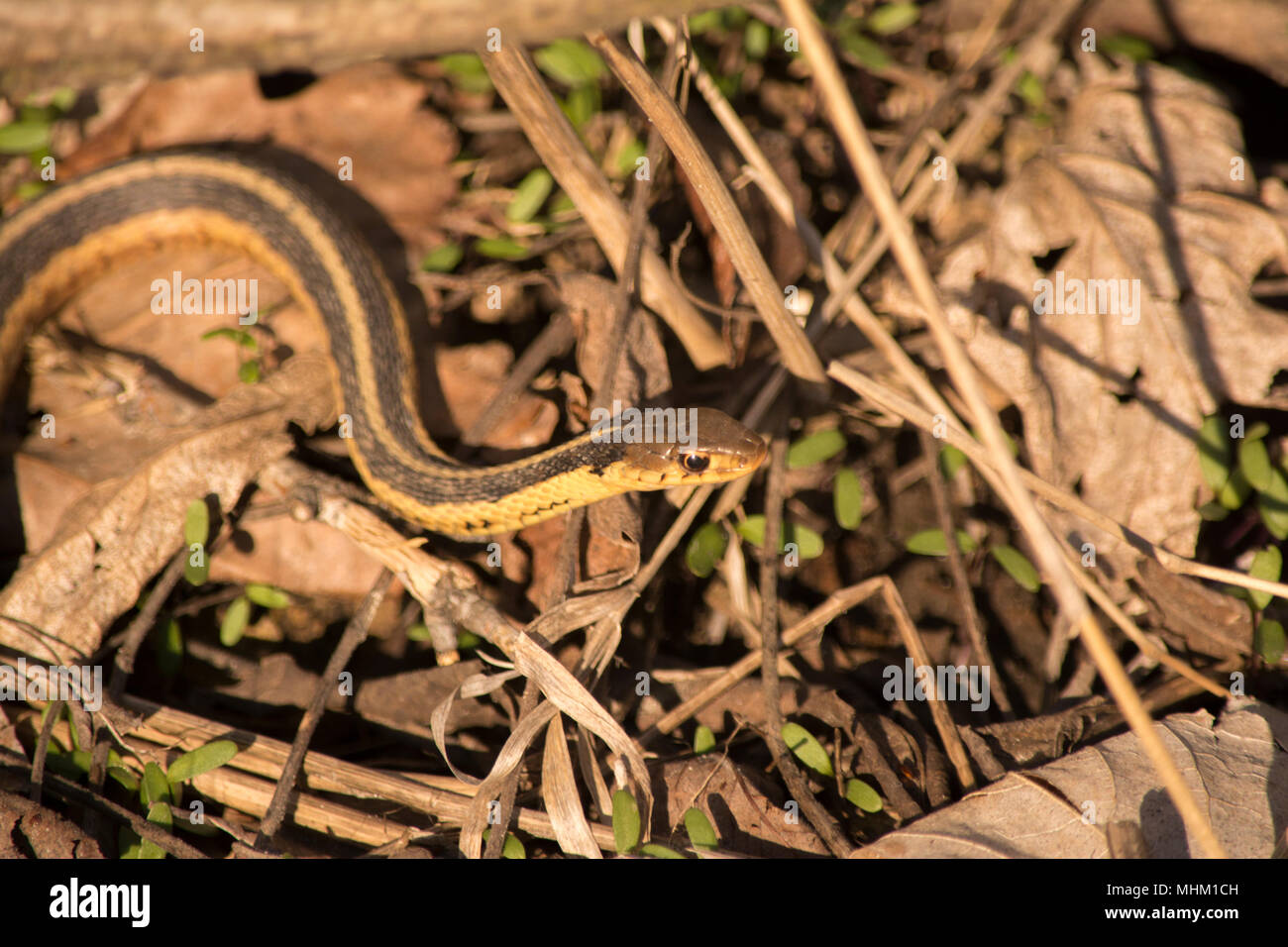 Animals that slither hi-res stock photography and images - Alamy