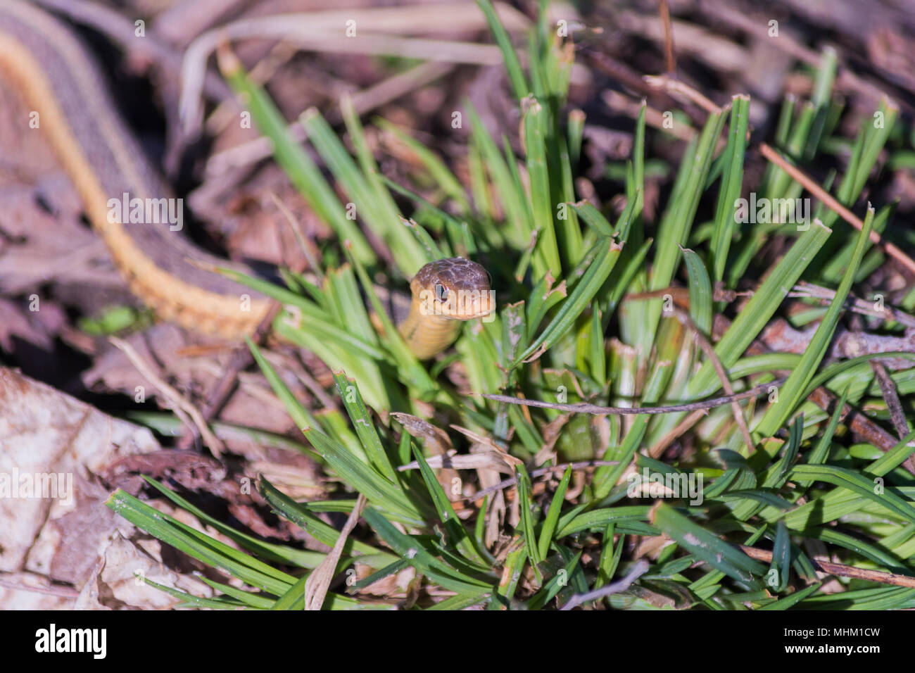 Striped snake hi-res stock photography and images - Alamy