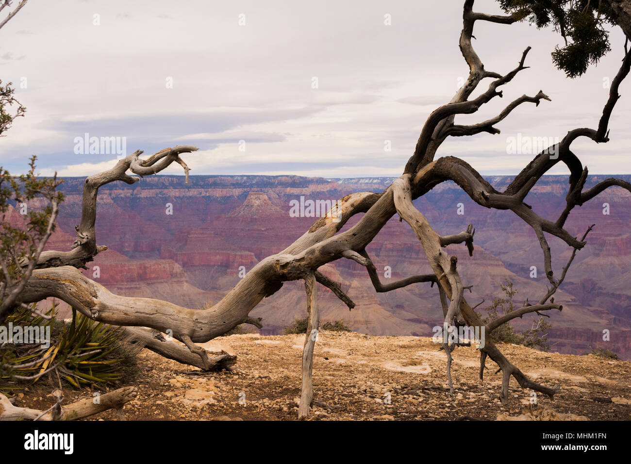 Dying Tree High Resolution Stock Photography and Images - Alamy