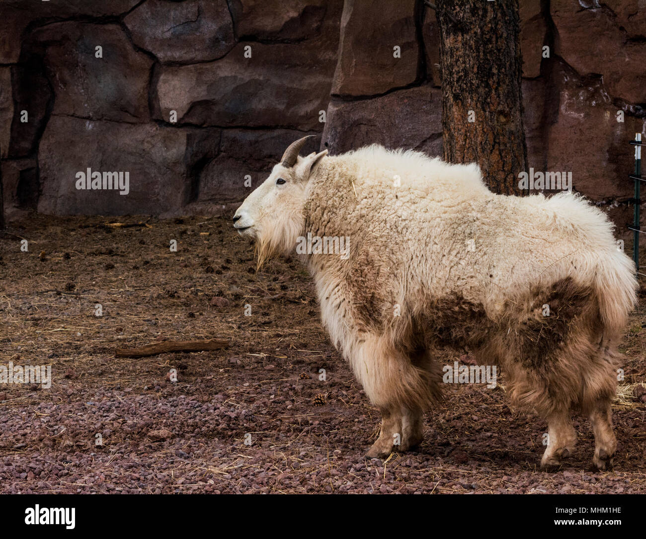 Animal standing near rocks Stock Photo - Alamy