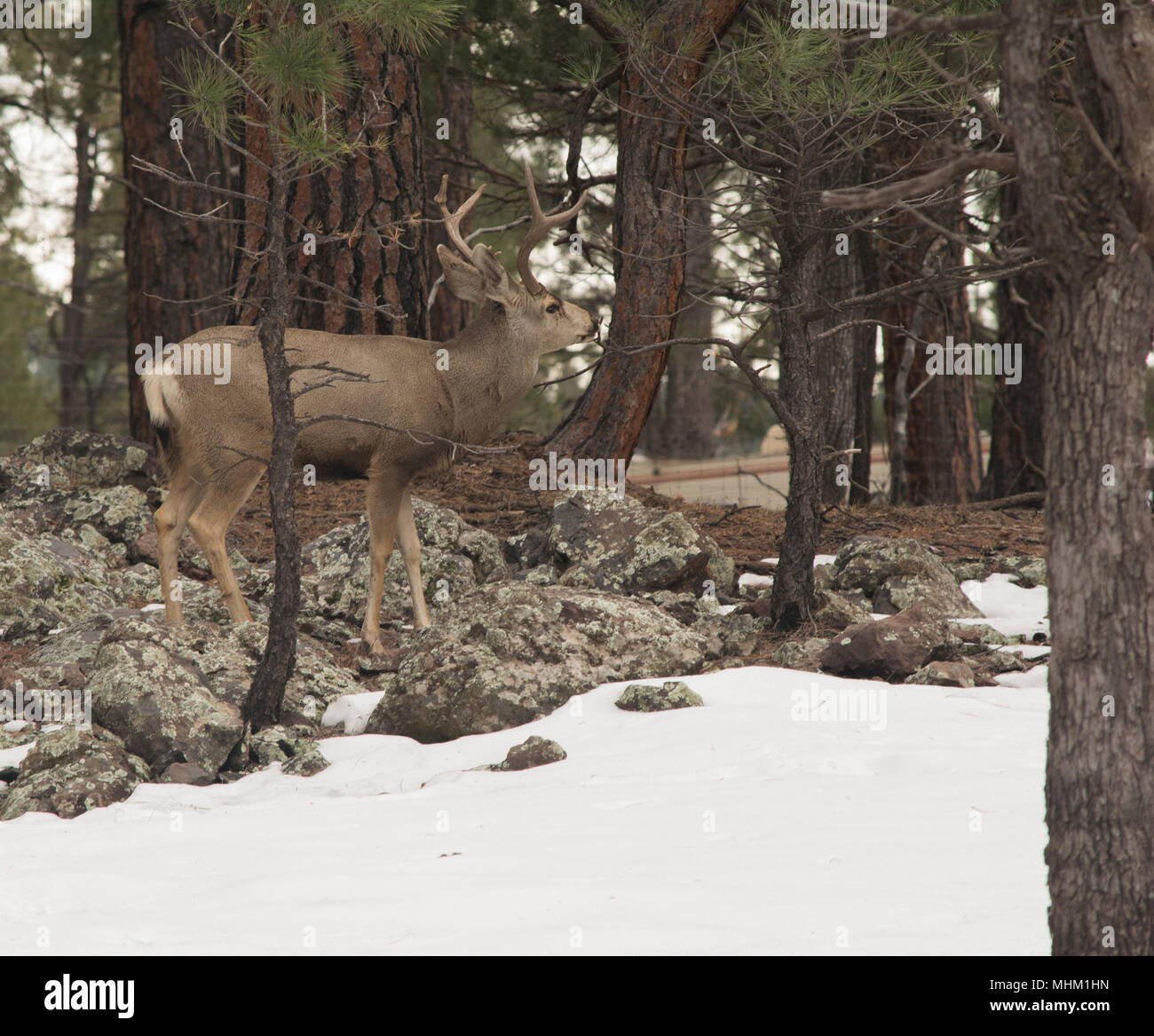 Whitetail buck snow hi-res stock photography and images - Alamy