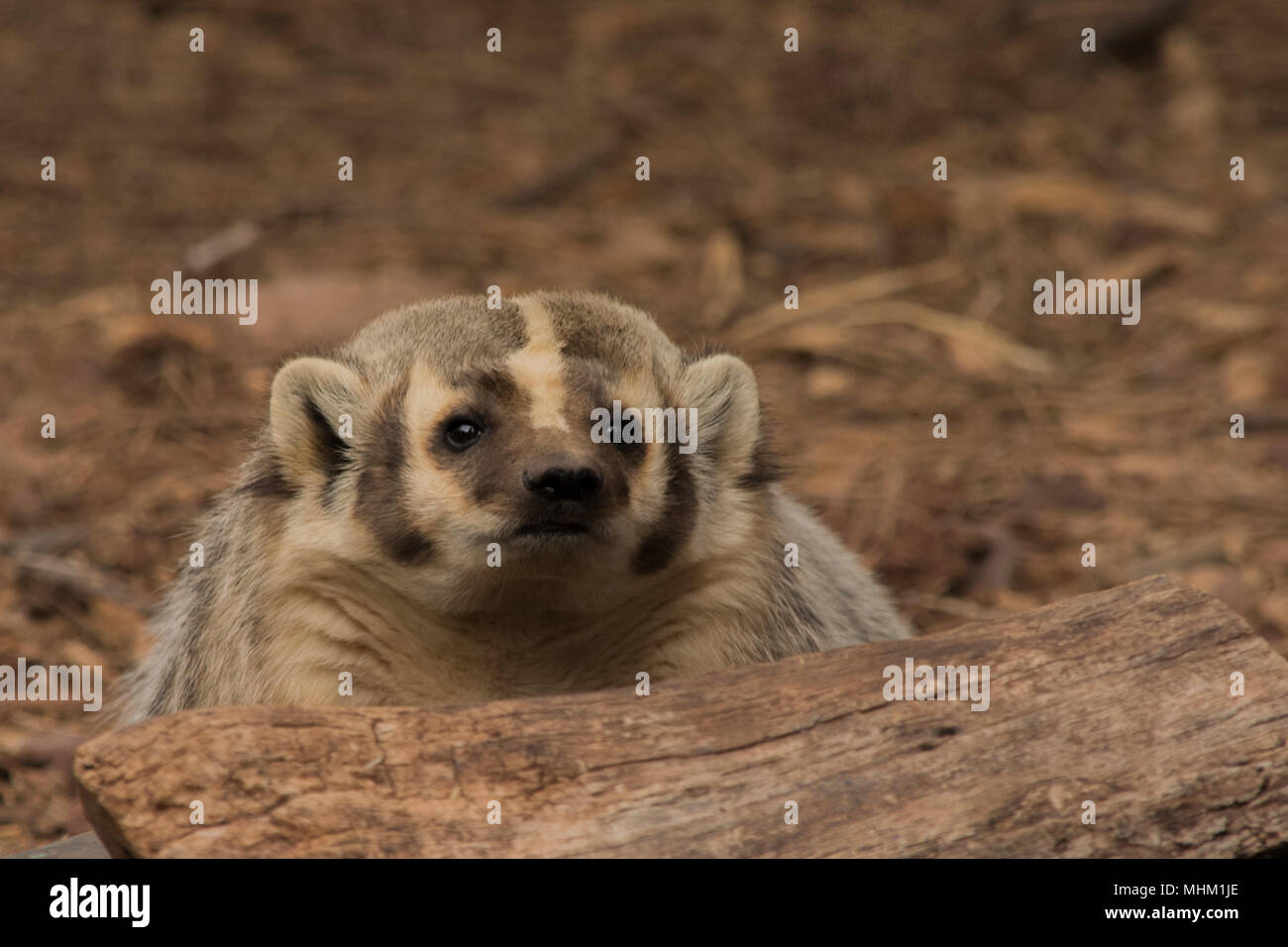 American Badger looking over log in nature Stock Photo - Alamy