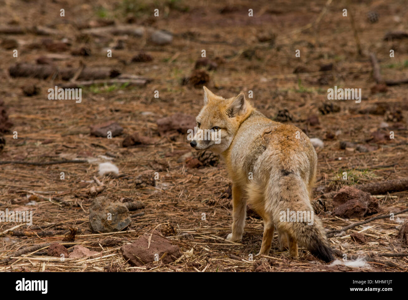 Dangerous fox hi-res stock photography and images - Alamy