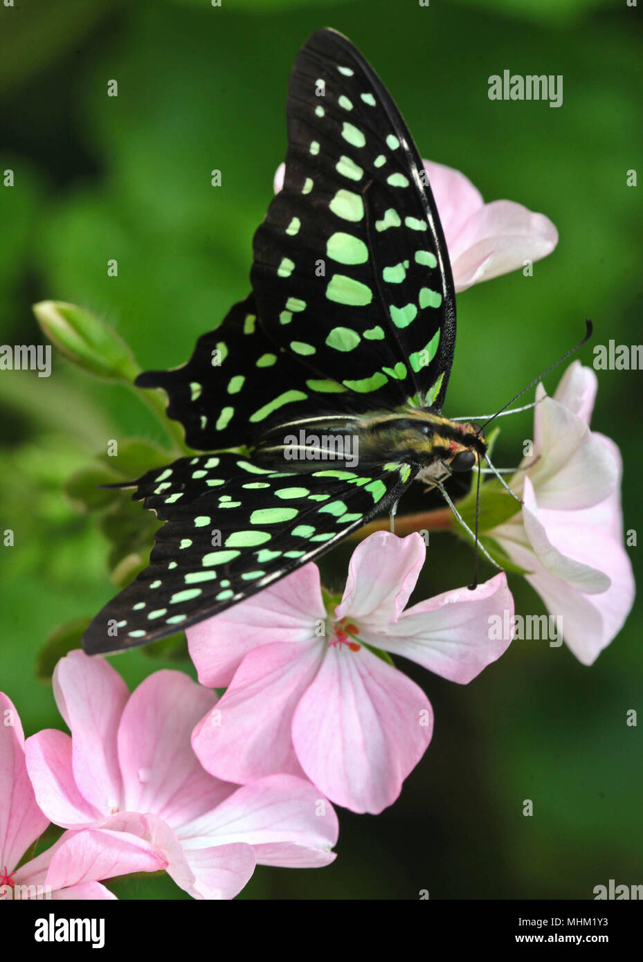 Graphium hi-res stock photography and images - Alamy