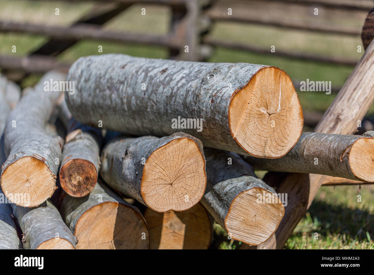 Snail log pile hi-res stock photography and images - Alamy