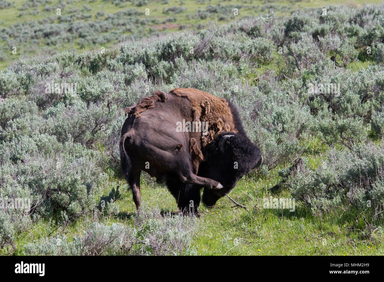 National animal hi-res stock photography and images - Alamy