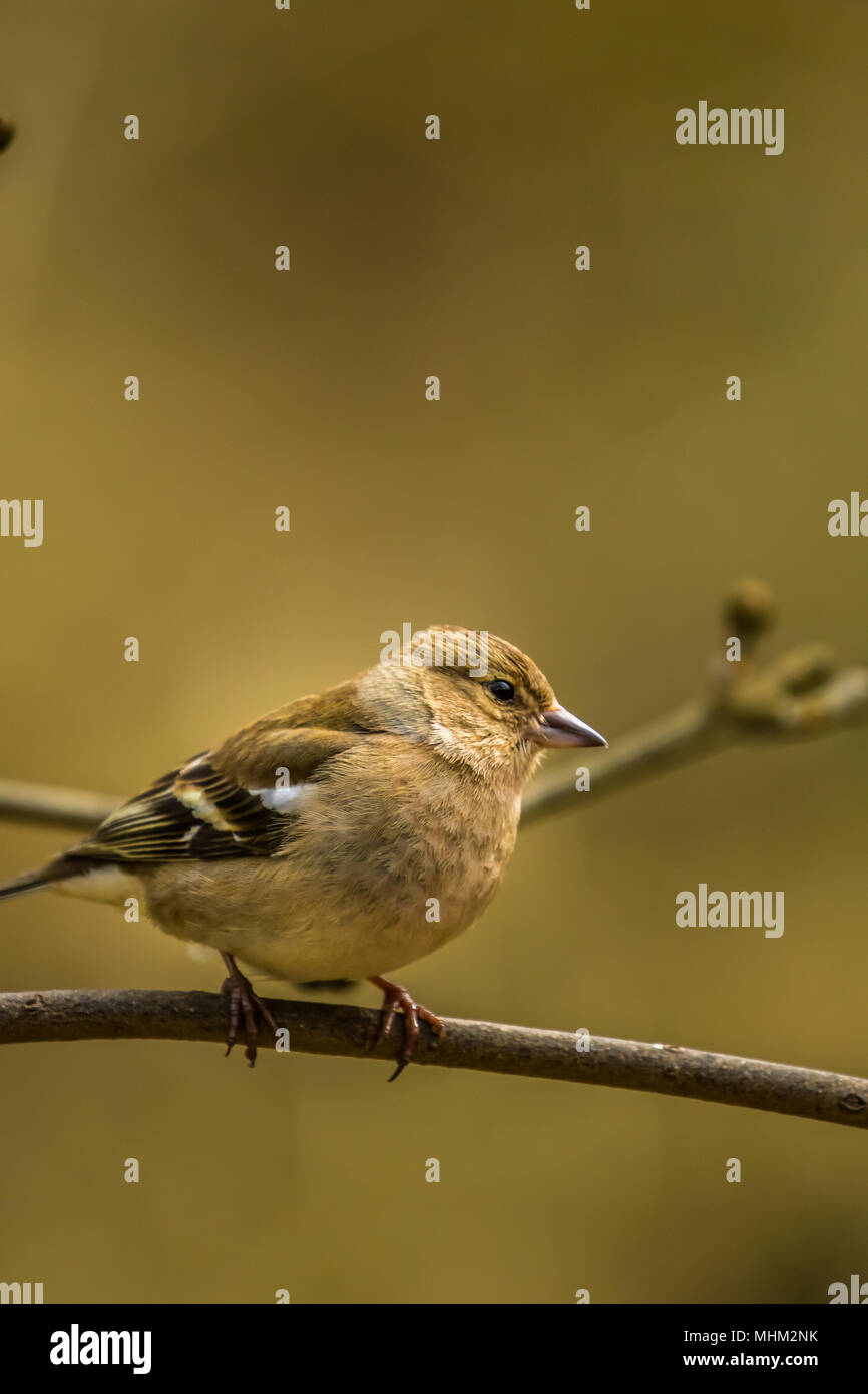 Female Chaffinch at RSPB Bird Hide on Lake Vyrnwy Stock Photo - Alamy