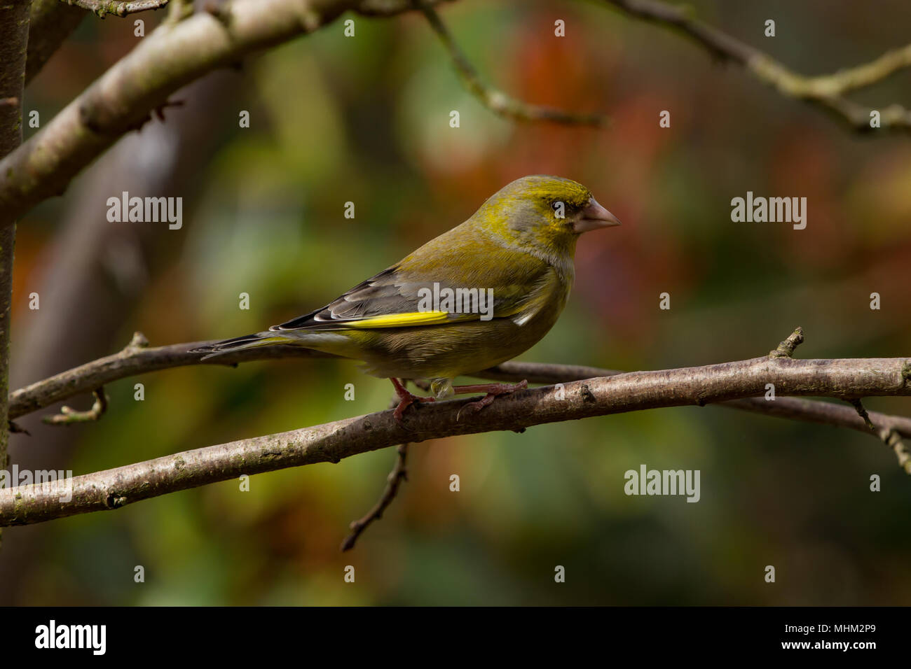 Greenfinch. Carduelis chloris. Portrait of single adult male perched on ...