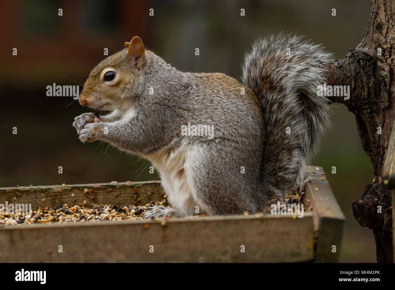 Grey Squirrel. Sciurus carolinensis. Portrait of single adult on table ...