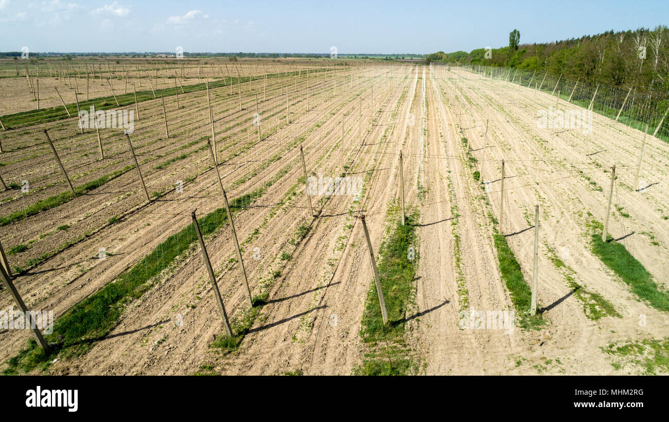 Aerial view on hops field. Field of hops before harvesting Stock Photo ...