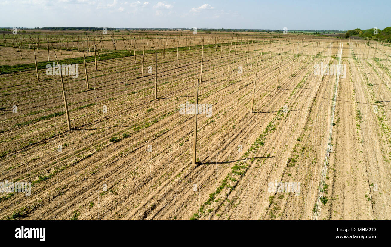 Aerial view on hops field. Field of hops before harvesting Stock Photo ...