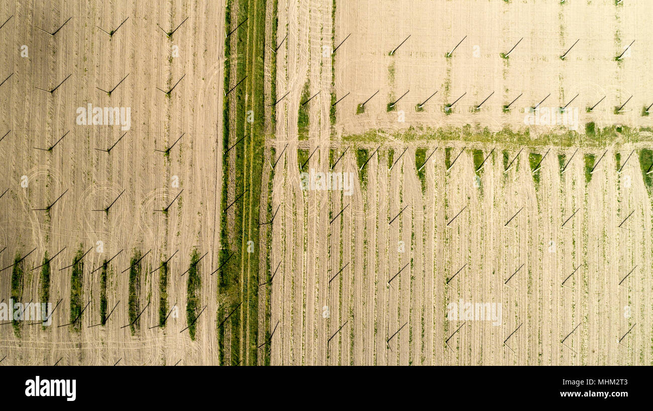 Aerial view on hops field. Field of hops before harvesting Stock Photo ...