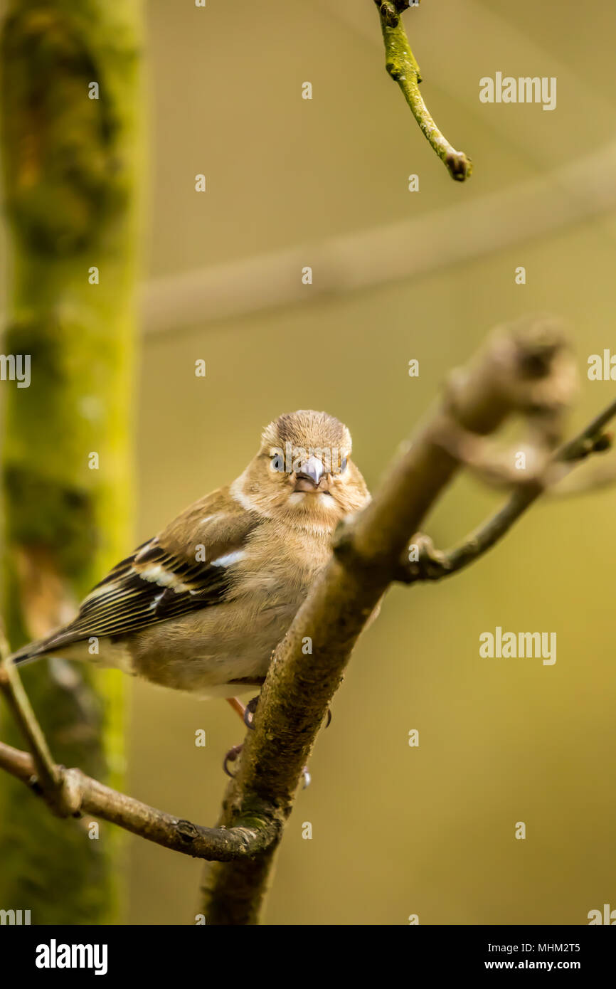 Female Chaffinch at RSPB Bird Hide on Lake Vyrnwy Stock Photo - Alamy