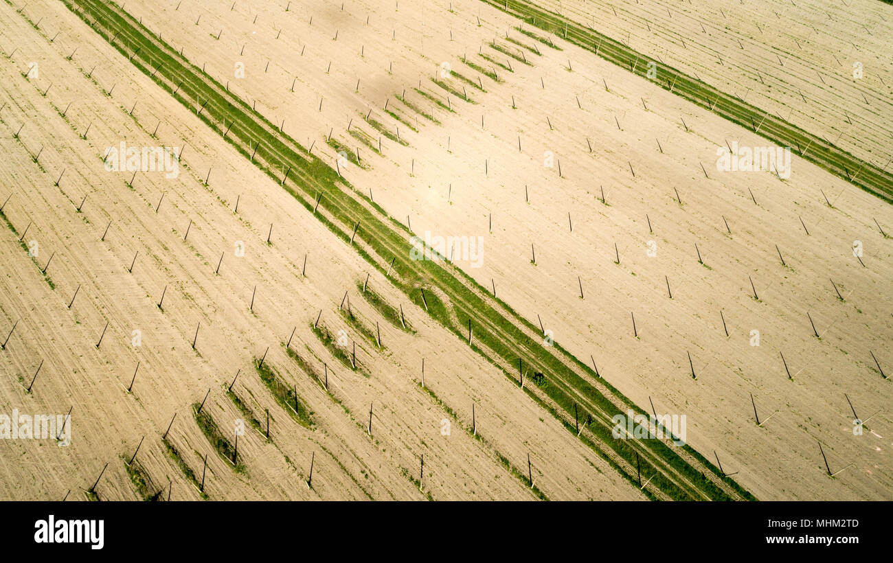 Aerial view on hops field. Field of hops before harvesting Stock Photo ...