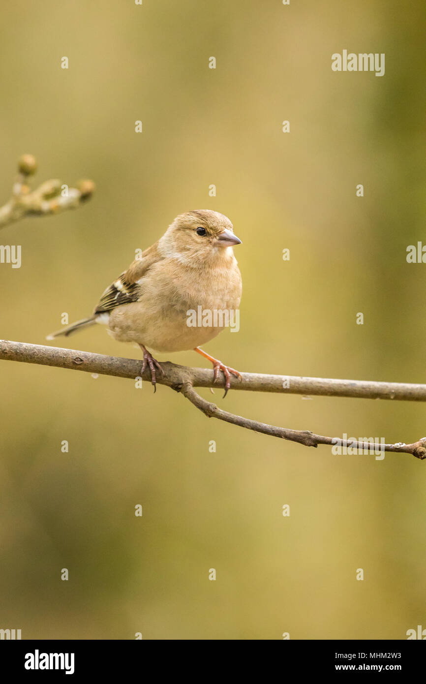 Female Chaffinch at RSPB Bird Hide on Lake Vyrnwy Stock Photo - Alamy