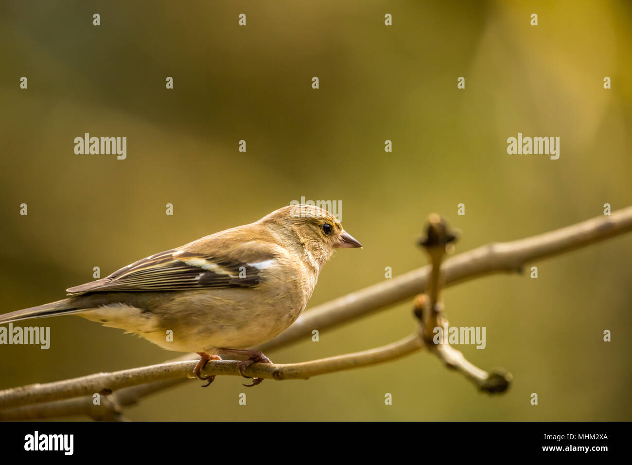 Female Chaffinch at RSPB Bird Hide on Lake Vyrnwy Stock Photo - Alamy