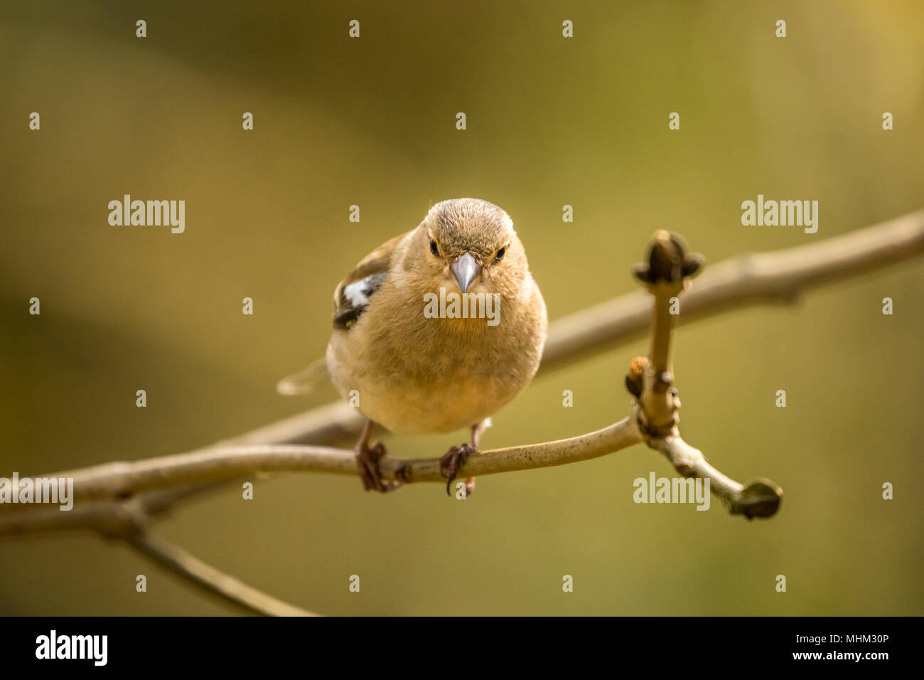 Female Chaffinch at RSPB Bird Hide on Lake Vyrnwy Stock Photo - Alamy