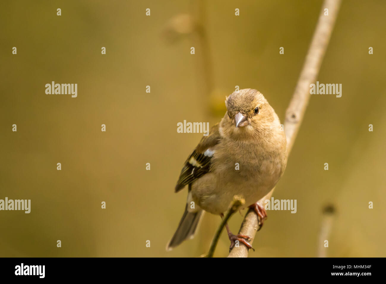 Female Chaffinch at RSPB Bird Hide on Lake Vyrnwy Stock Photo - Alamy