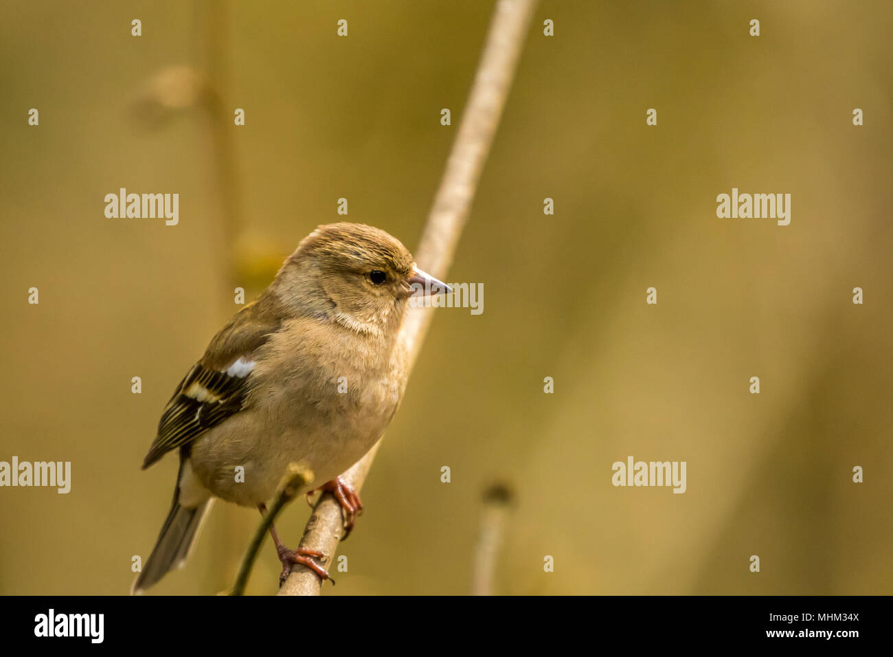 Female Chaffinch at RSPB Bird Hide on Lake Vyrnwy Stock Photo - Alamy