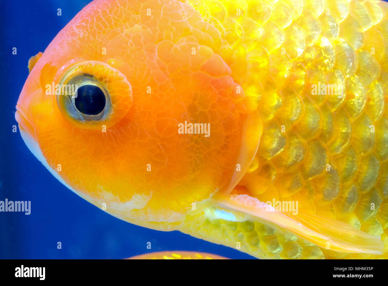 macro close up eye and faces goldfish in the aquarium Stock Photo - Alamy