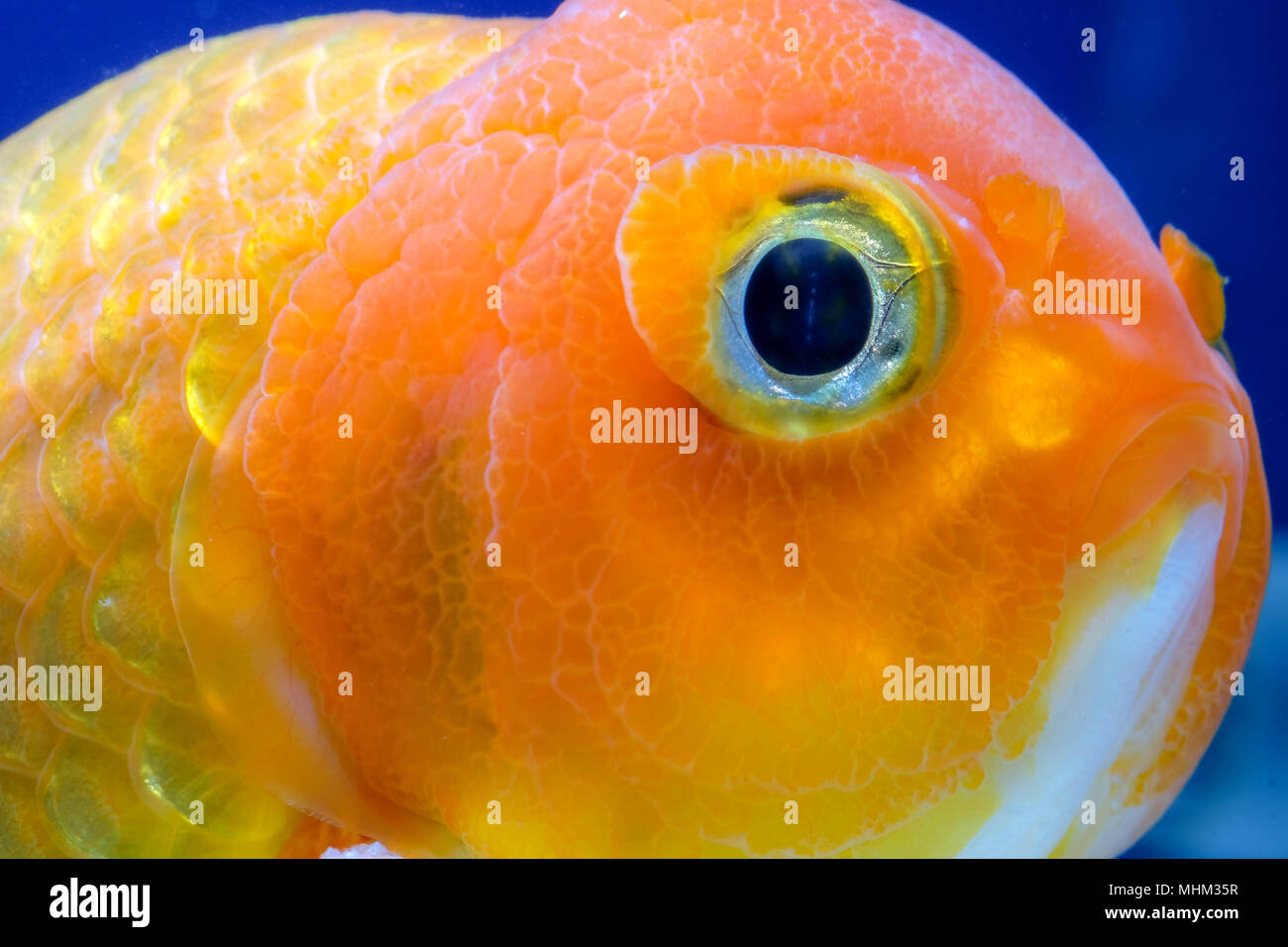 macro close up eye and faces goldfish in the aquarium Stock Photo - Alamy