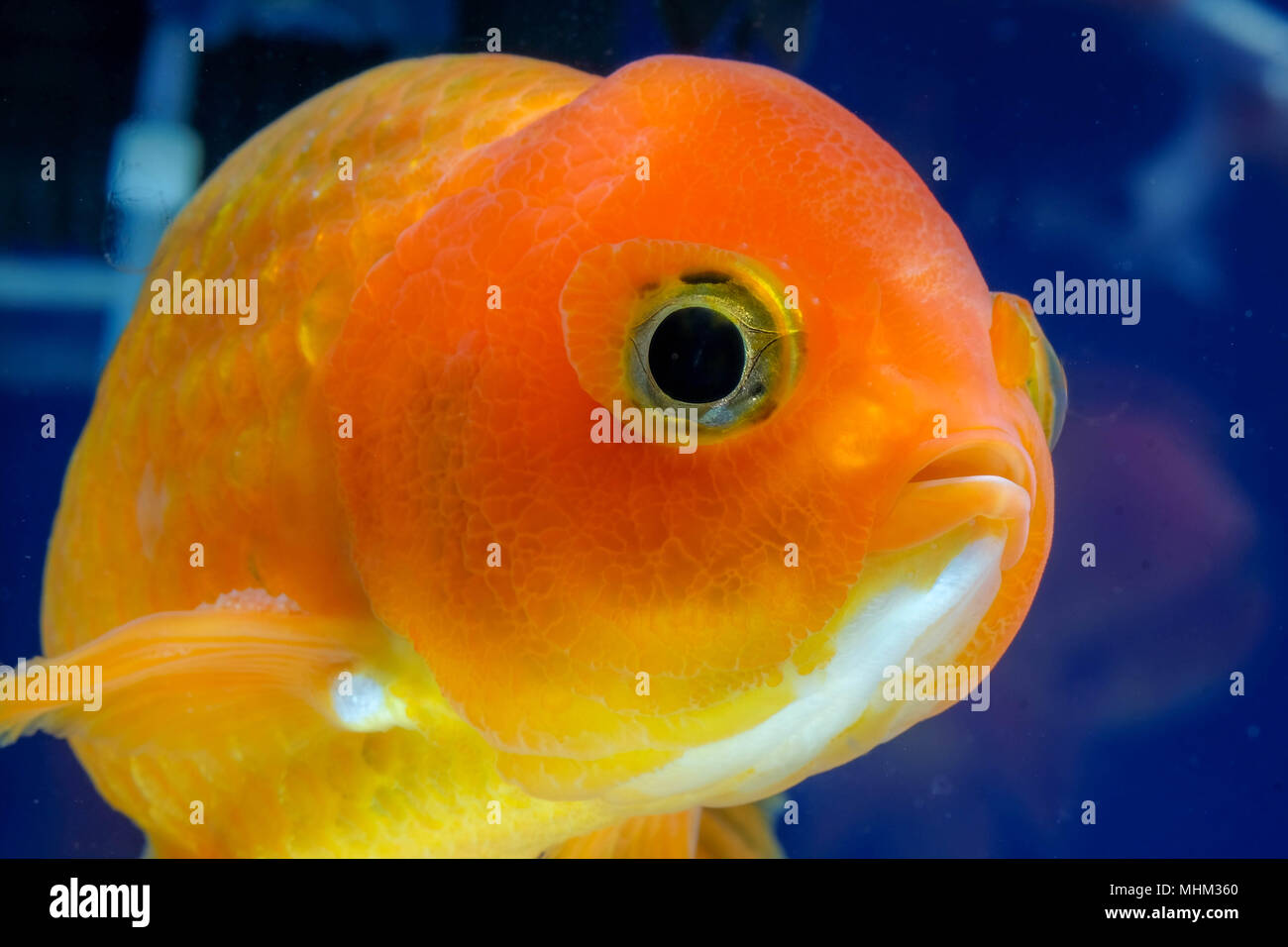 macro close up eye and faces goldfish in the aquarium Stock Photo - Alamy