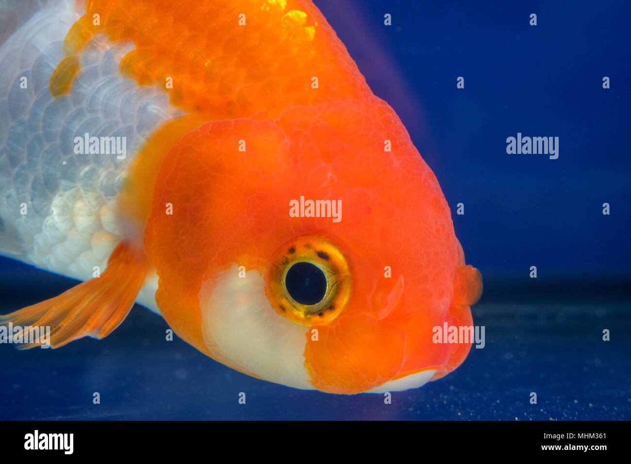 Close up fish faces hi-res stock photography and images - Alamy