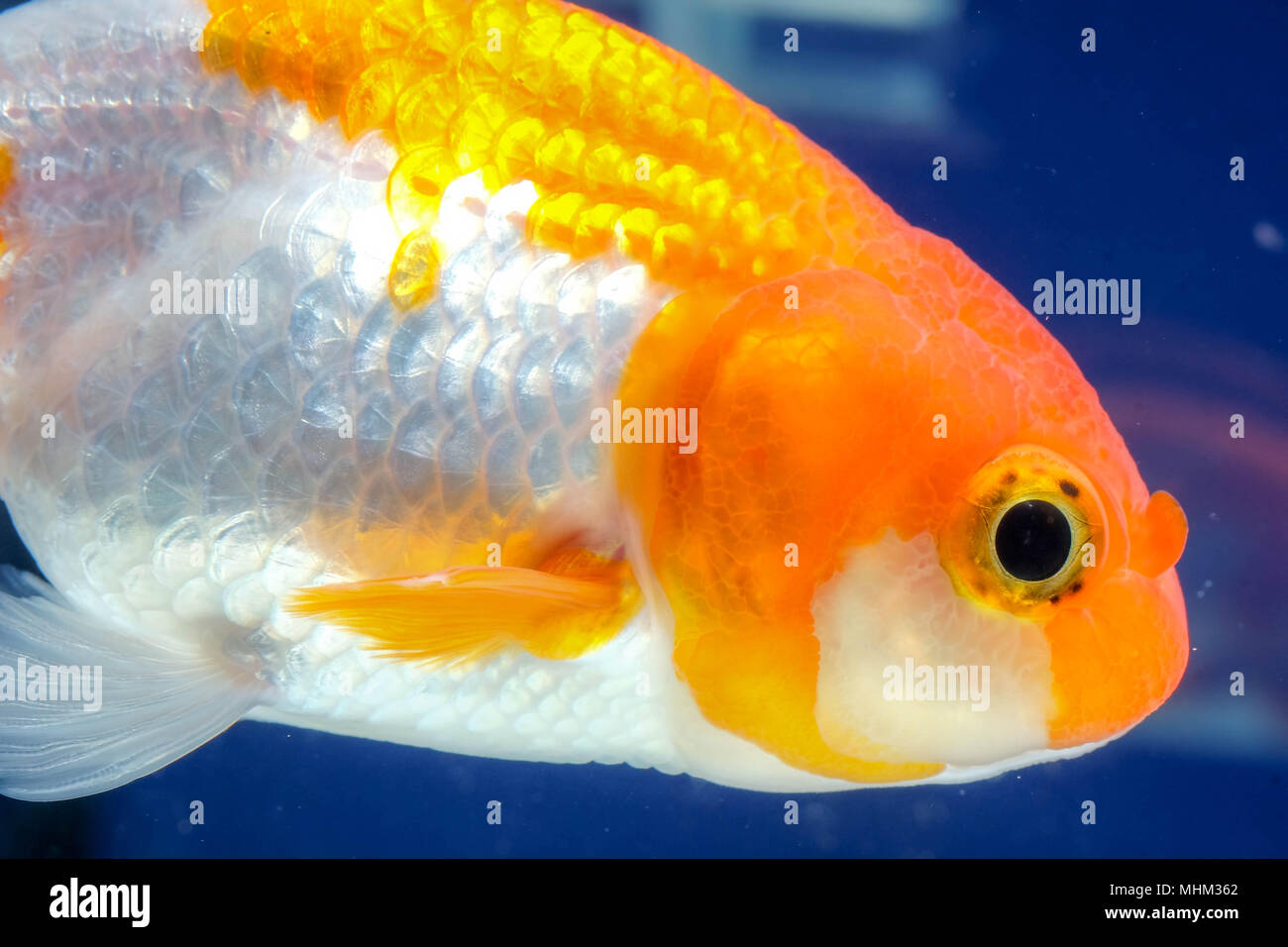 macro close up eye and faces goldfish in the aquarium Stock Photo - Alamy