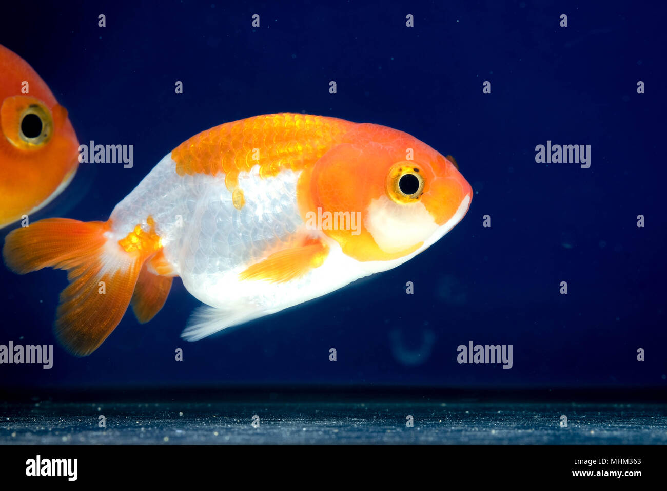 Eye and goldfish bowl hi-res stock photography and images - Alamy