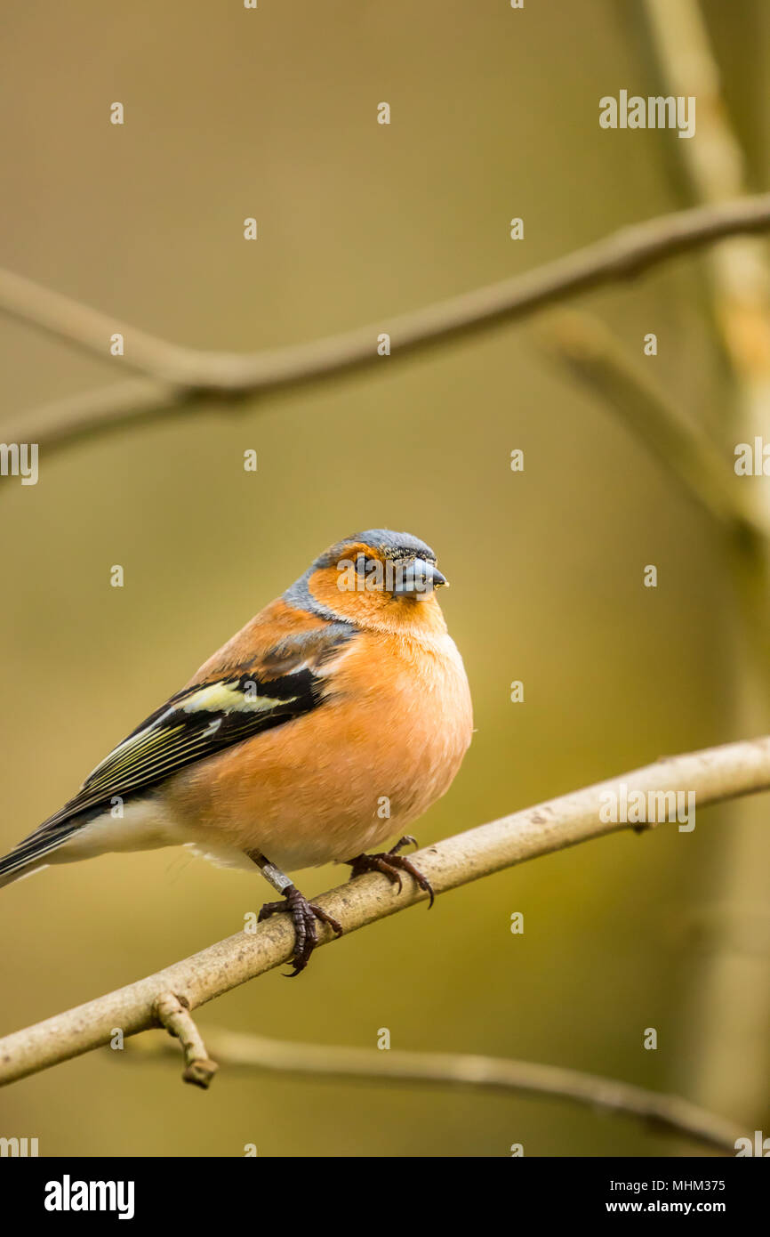 Male Chaffinch at RSPB bird hide on Lake Vyrnwy Wales Stock Photo - Alamy