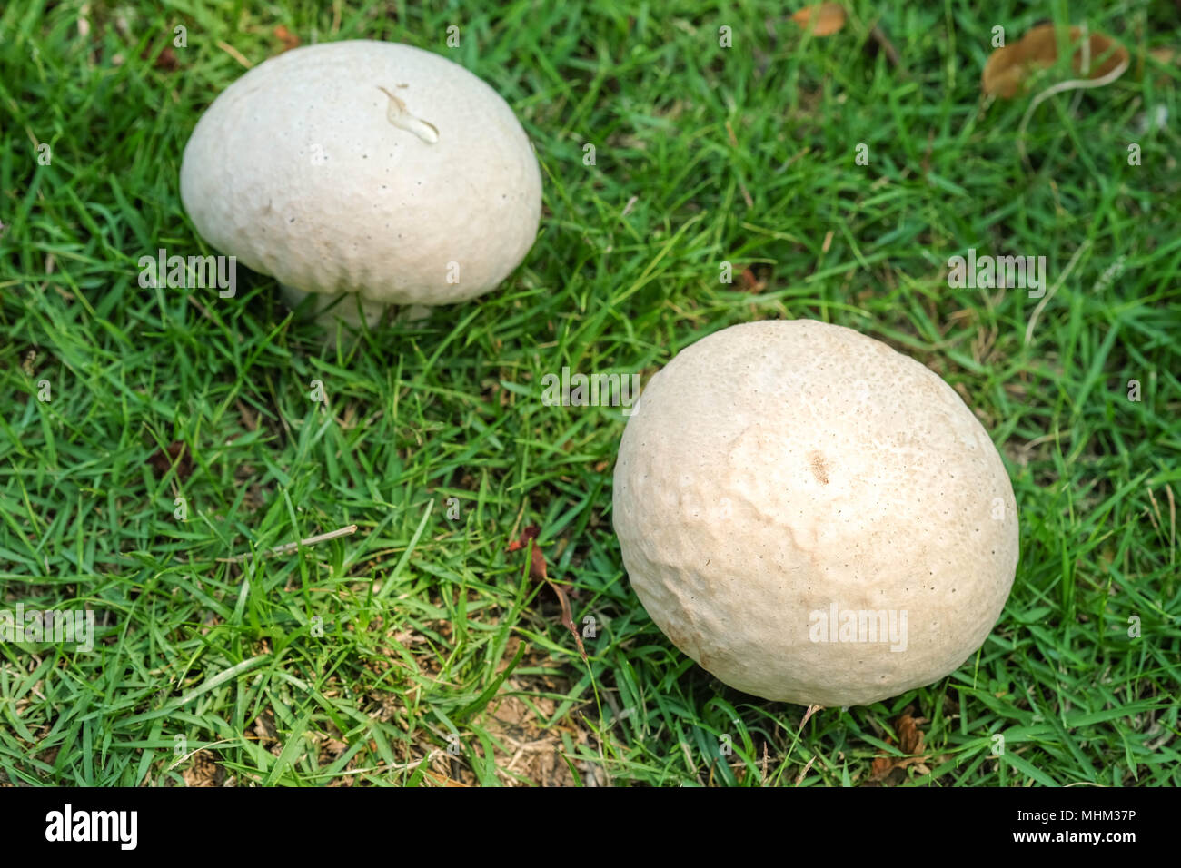 Calvatia gigantea mushroom Giant puffball in meadow. Giant puffball ...