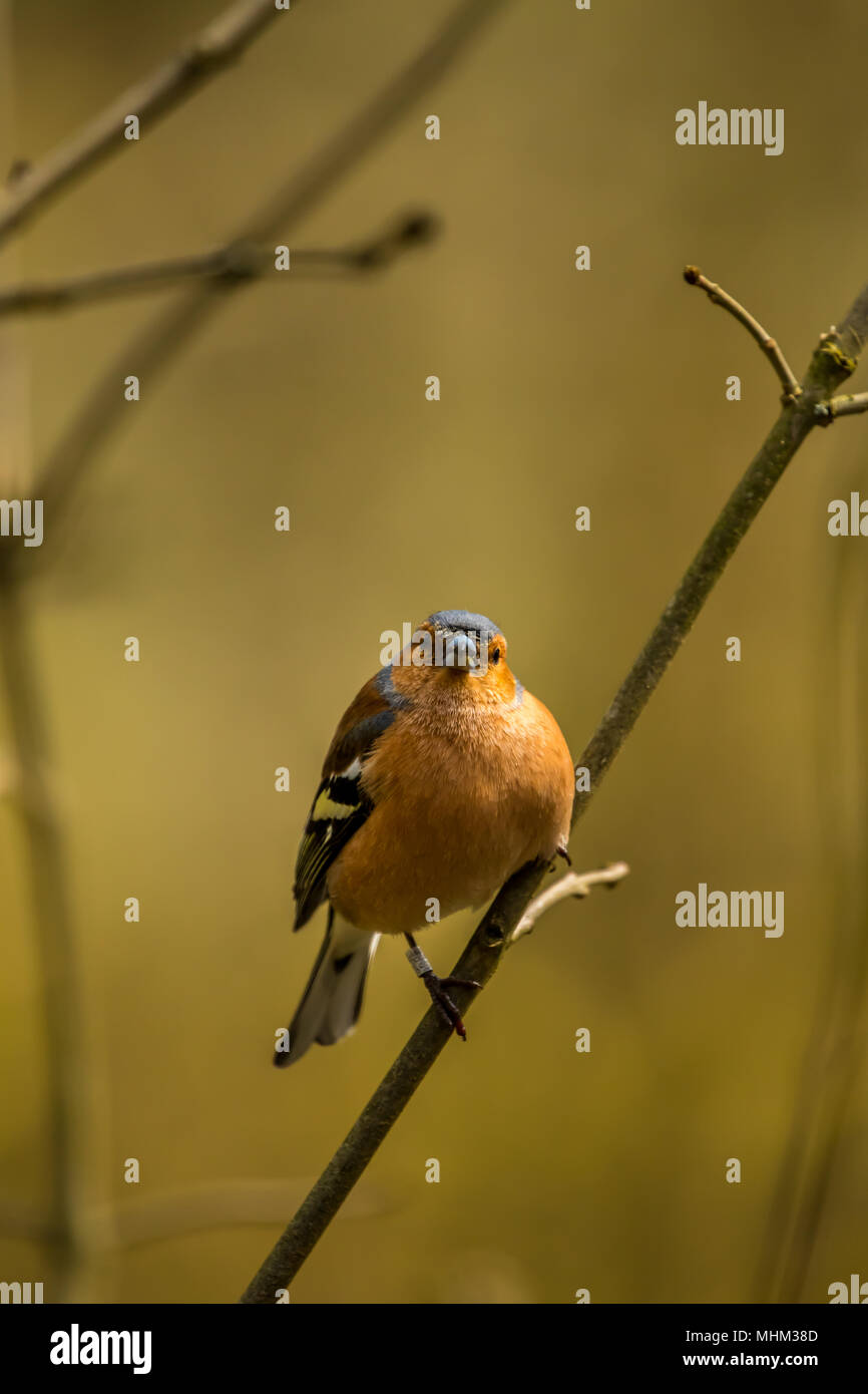 Male Chaffinch at RSPB bird hide on Lake Vyrnwy Wales Stock Photo - Alamy