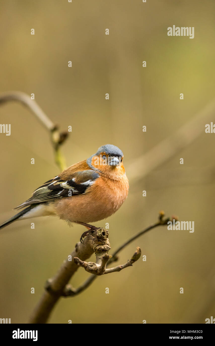 Male Chaffinch at RSPB bird hide on Lake Vyrnwy Wales Stock Photo - Alamy