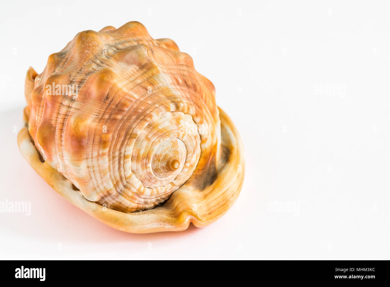A large exotic shell on a white background Stock Photo - Alamy