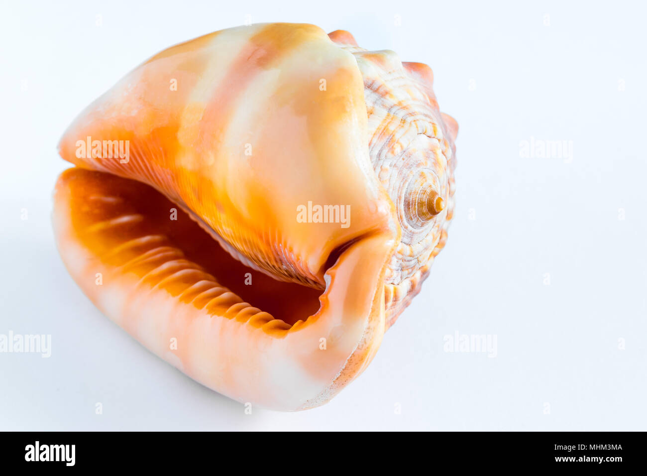 A large exotic shell on a white background Stock Photo - Alamy