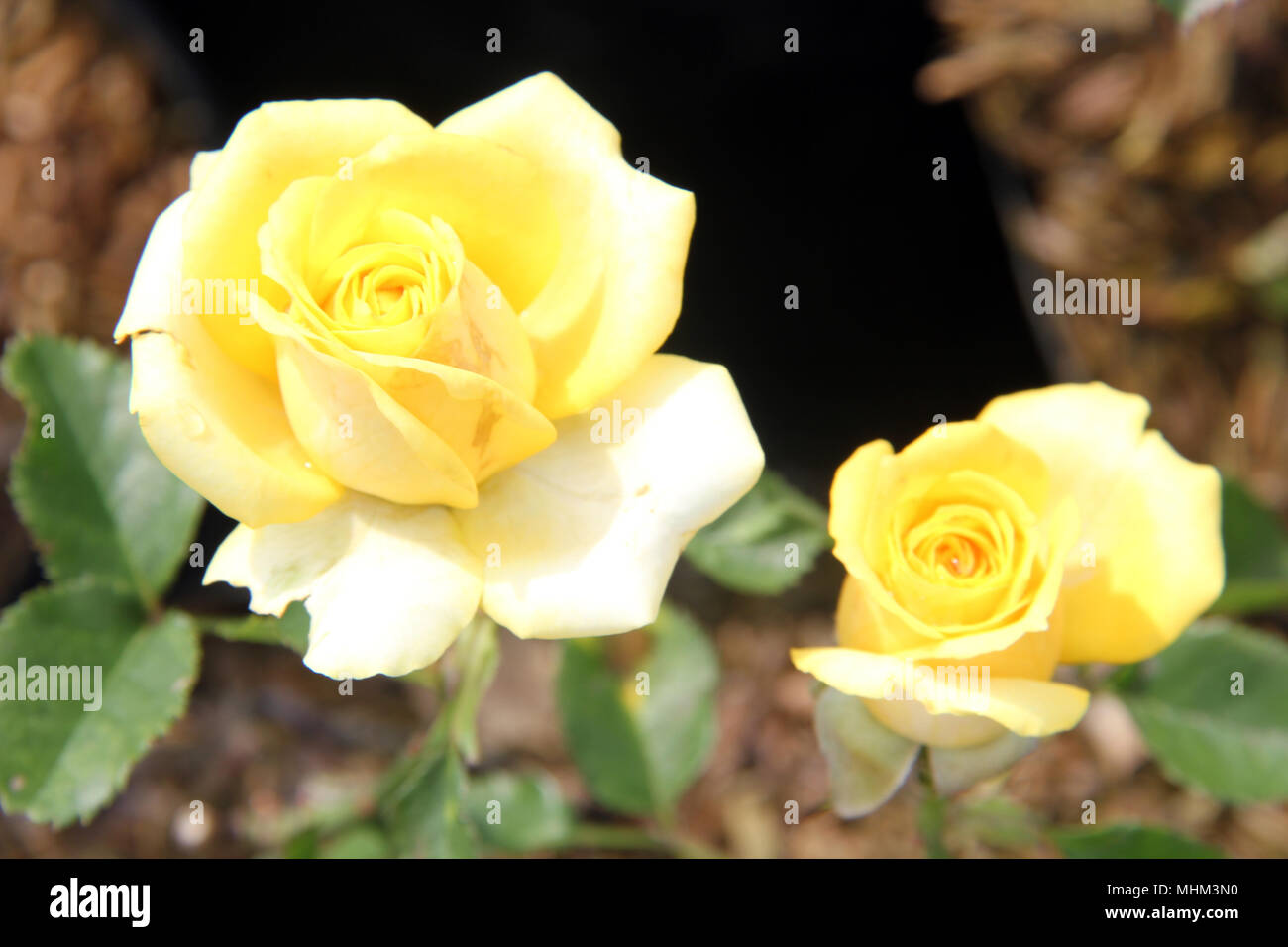 Crimson and yellow rose hi-res stock photography and images - Alamy