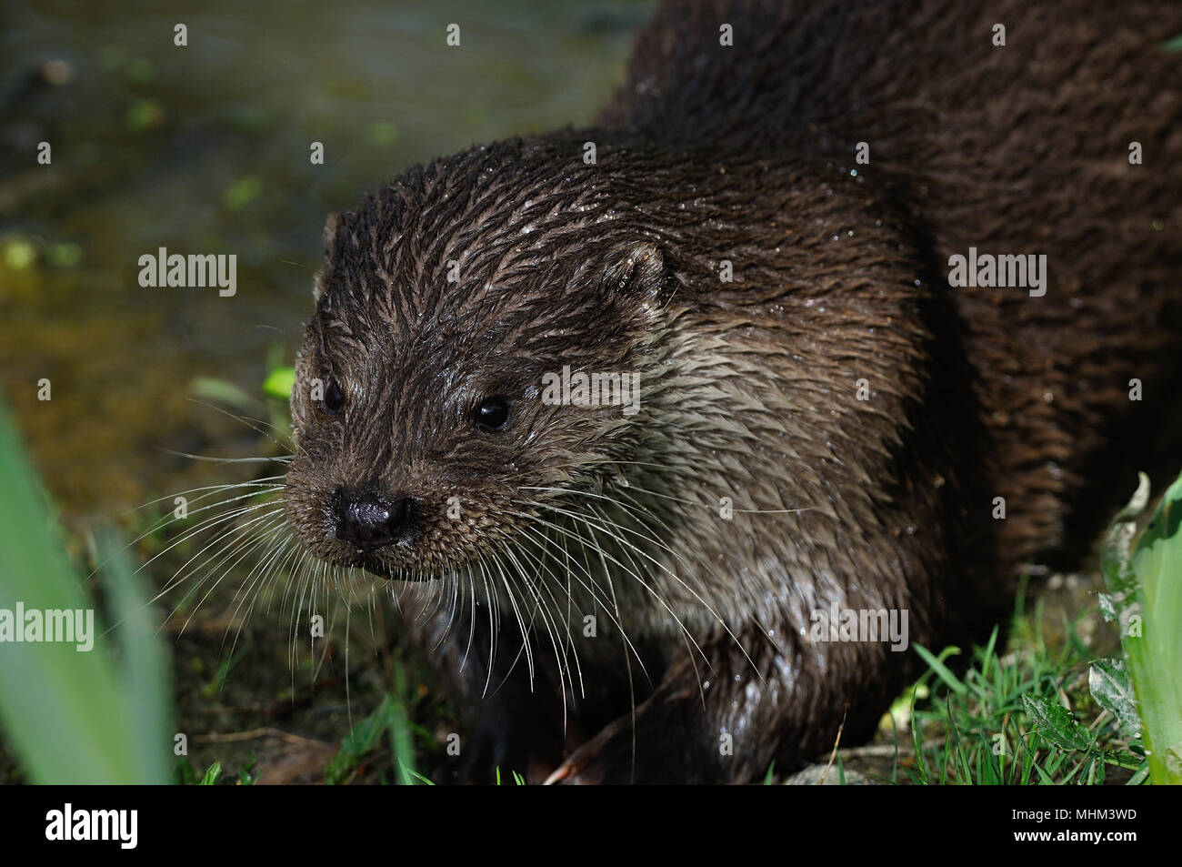 Otter Lutra Lutra uk Stock Photo - Alamy