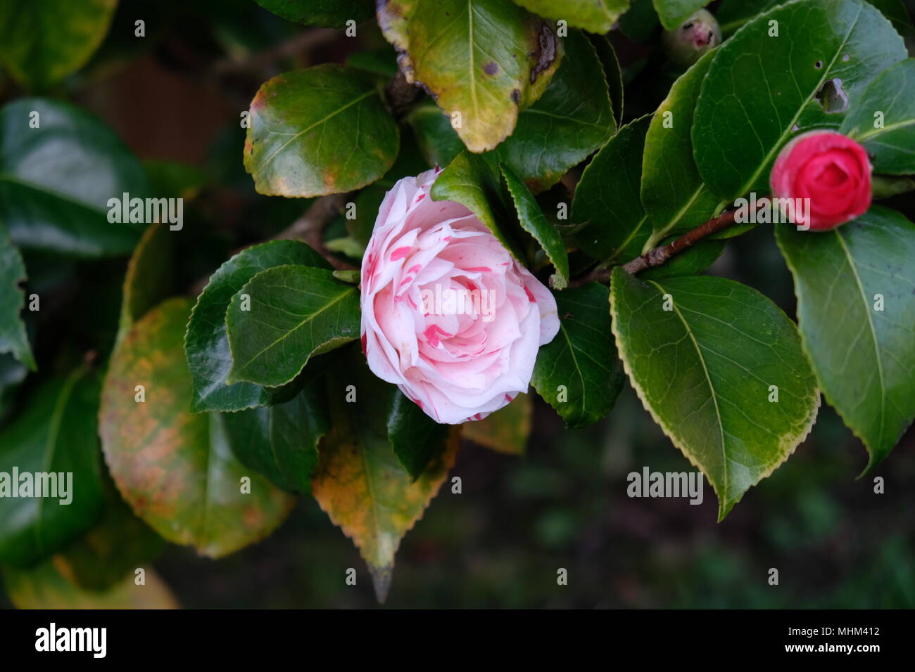 Pink and White Rose Bush Stock Photo - Alamy