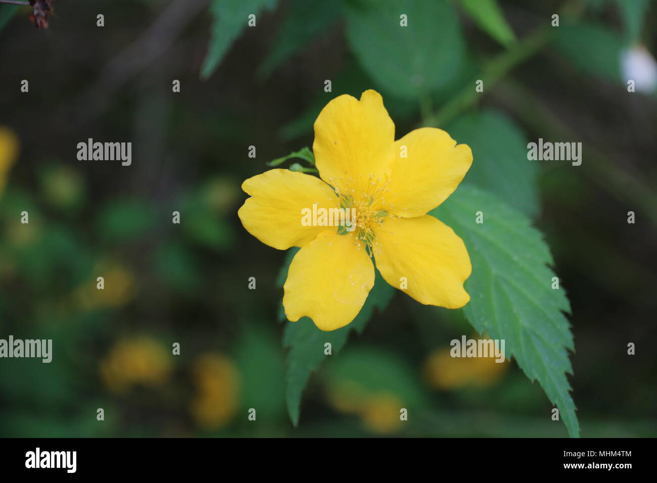 Beautiful yellow flower Stock Photo - Alamy
