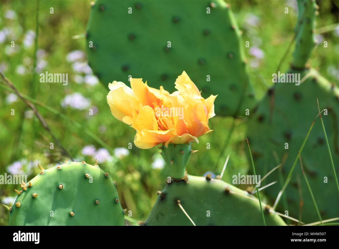 Prickly Pear Cactus Flower Stock Photo - Alamy
