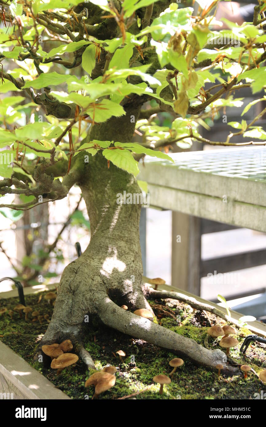 Beautiful green bonsai trees Stock Photo - Alamy