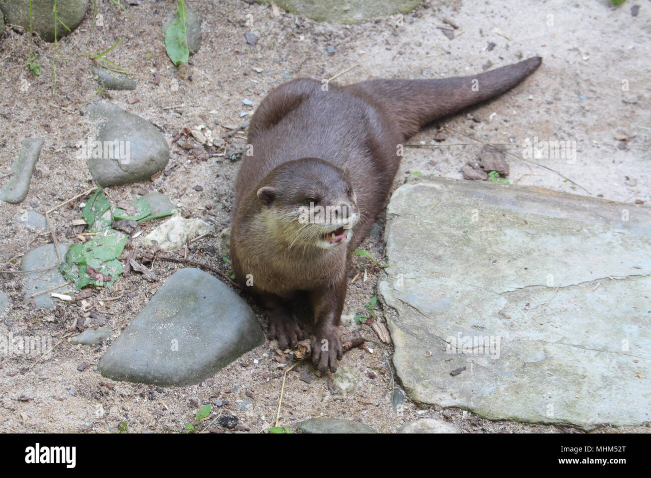 Land otter hi-res stock photography and images - Alamy
