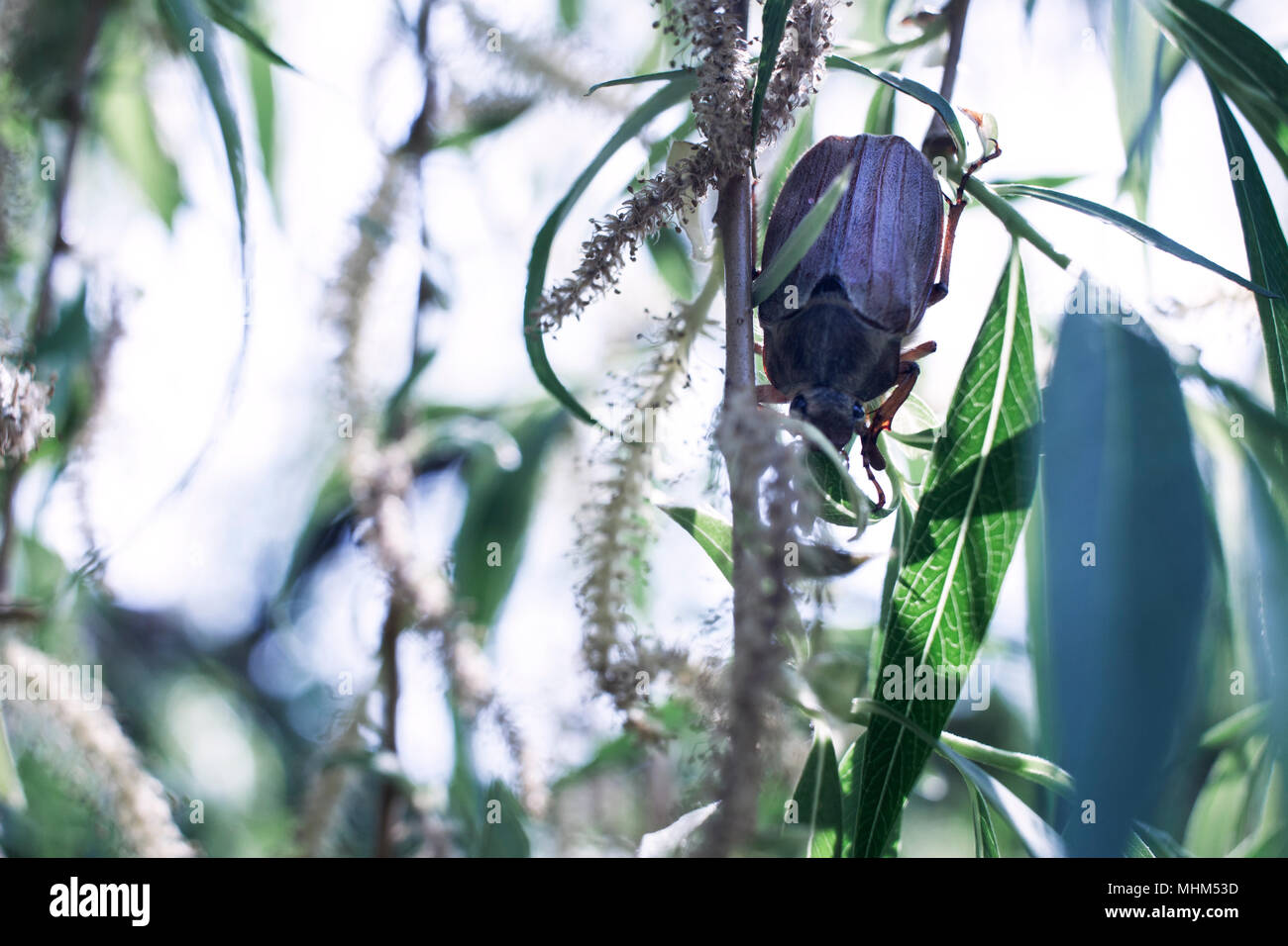 Brown willow beetle hi-res stock photography and images - Alamy