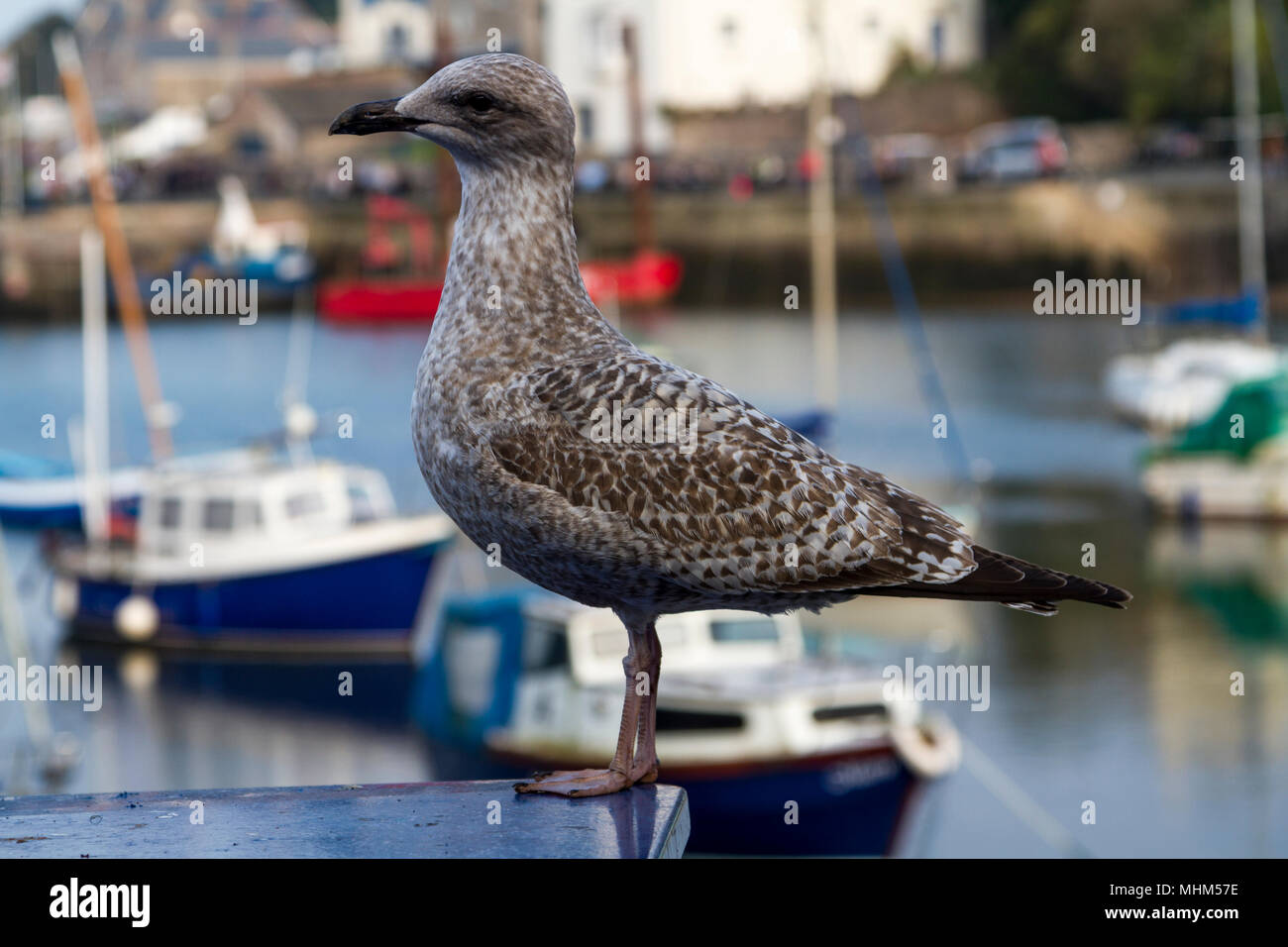 Seagul and boats hi-res stock photography and images - Alamy