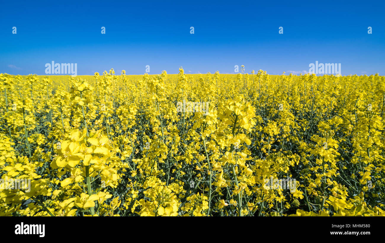 Flowering rapeseed in spring landscape. Brassica napus. Beautiful ...