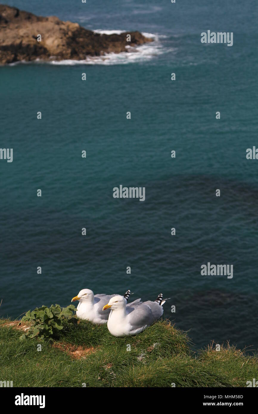 Nature sea bird hi-res stock photography and images - Alamy