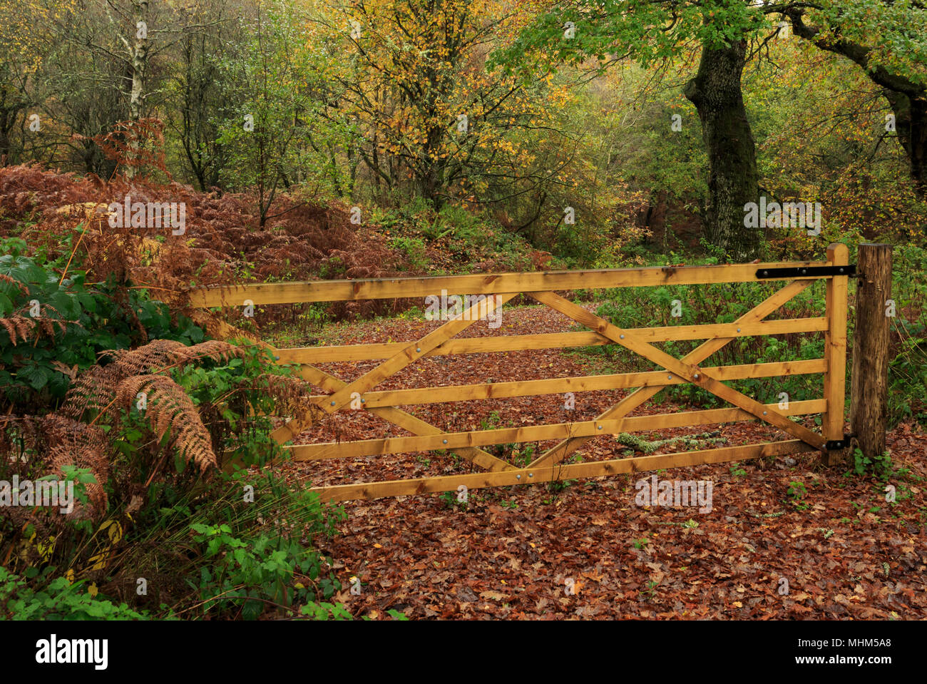 Rain plants hi-res stock photography and images - Alamy