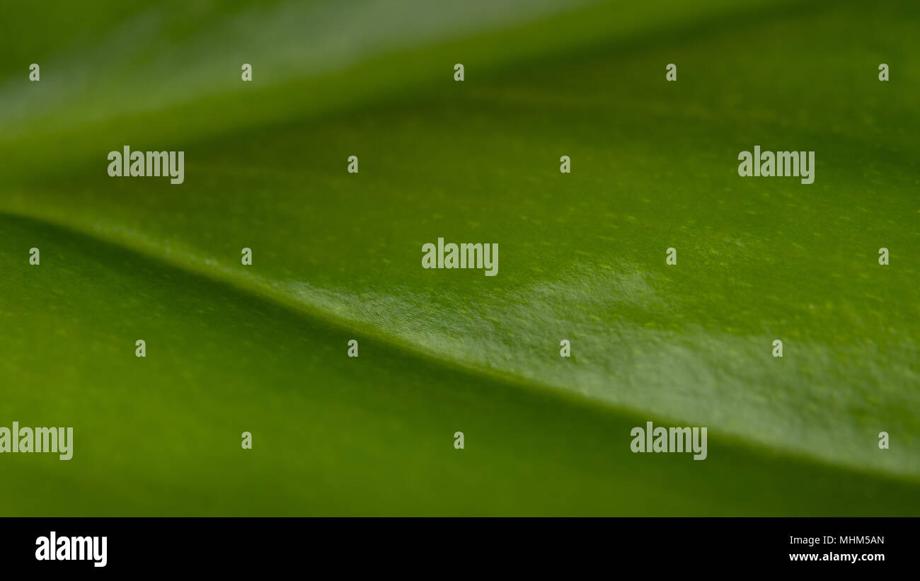 Plant detail. Artistic natural background. Beautiful close-up of fresh ...