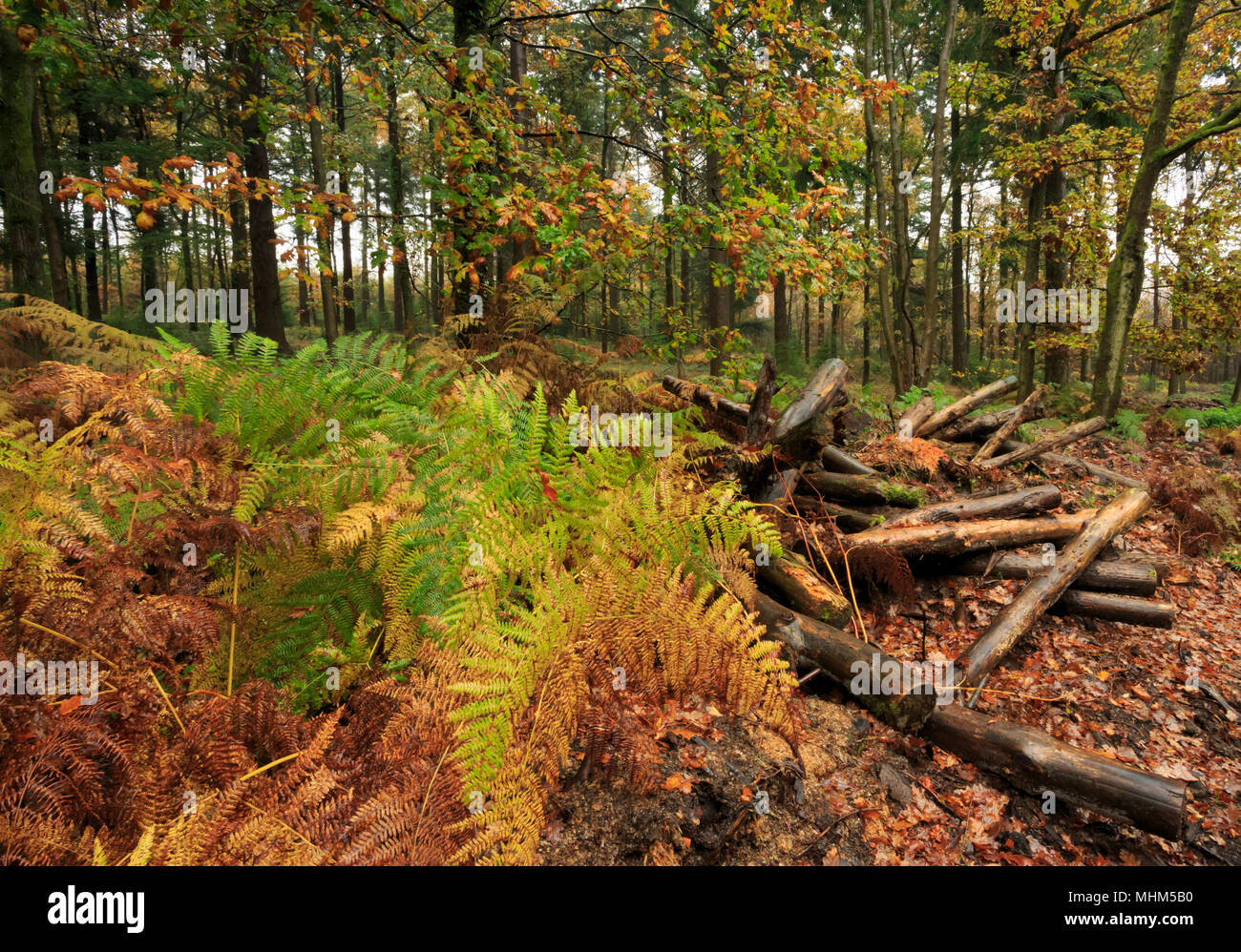 logs-in-the-forest-stock-photo-alamy