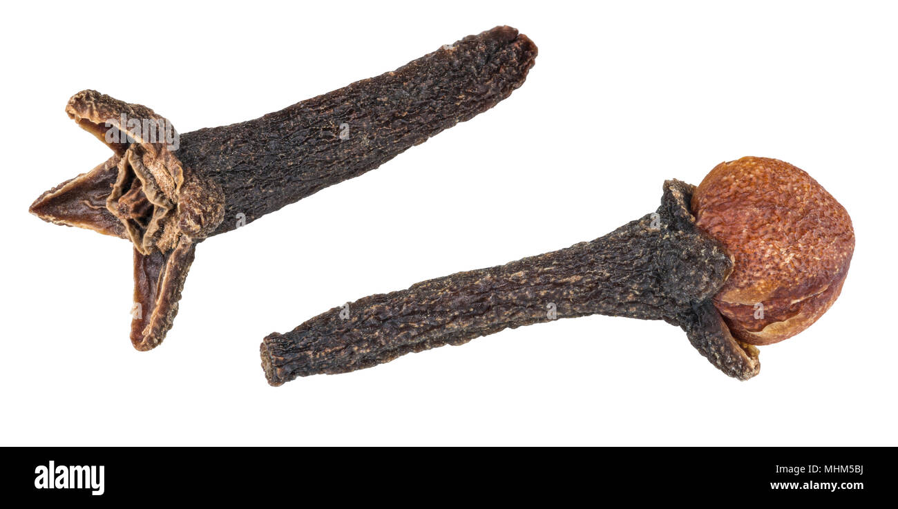 Two decorative scented cloves in close-up. Syzygium aromaticum ...
